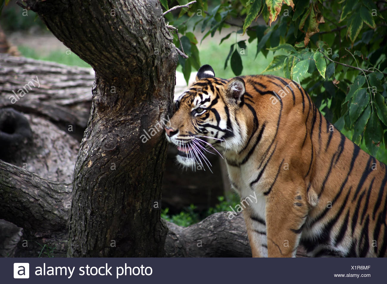 Amur Leopard Hunting High Resolution Stock Photography and Images - Alamy