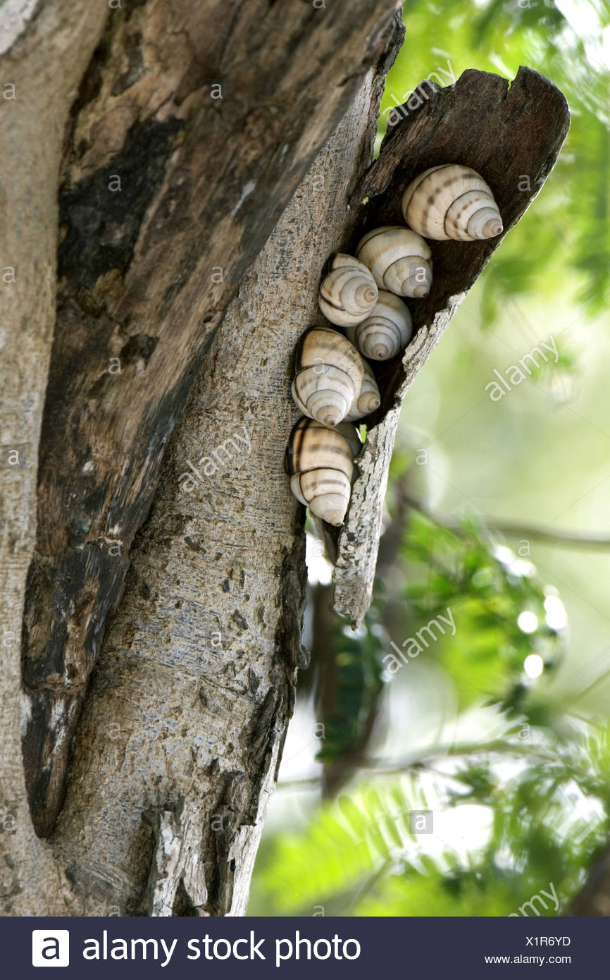 Aestivation High Resolution Stock Photography and Images - Alamy