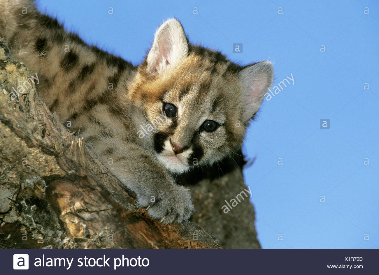 Cougar Felis Concolor Juvenile Stock Photos & Cougar Felis Concolor ...