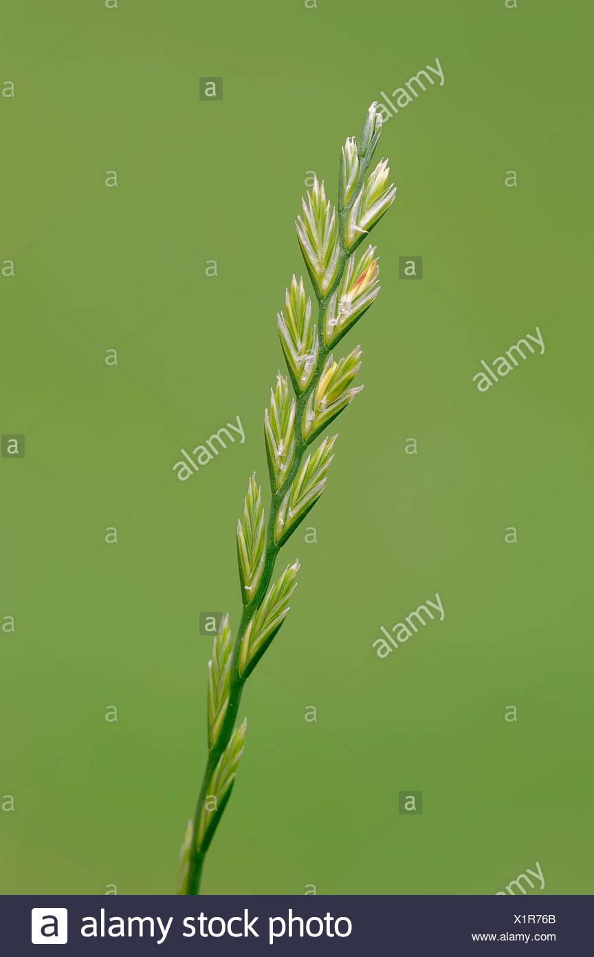 Ryegrass Seed High Resolution Stock Photography and Images - Alamy