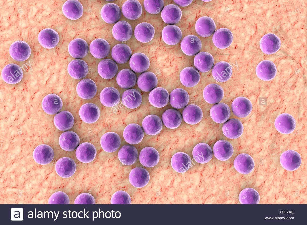 Staphylococci Stock Photos & Staphylococci Stock Images - Alamy