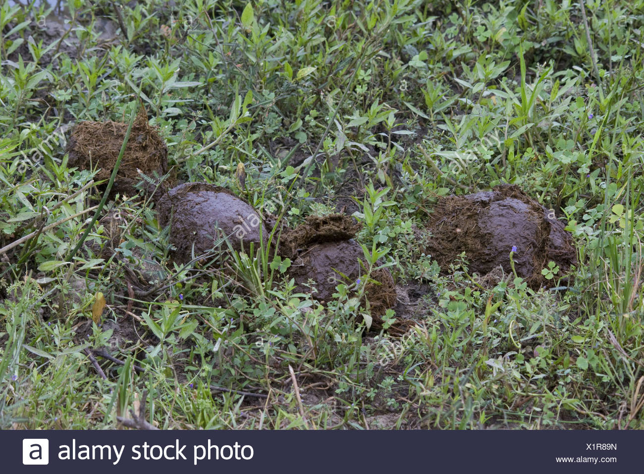 Elephant Poo High Resolution Stock Photography and Images - Alamy
