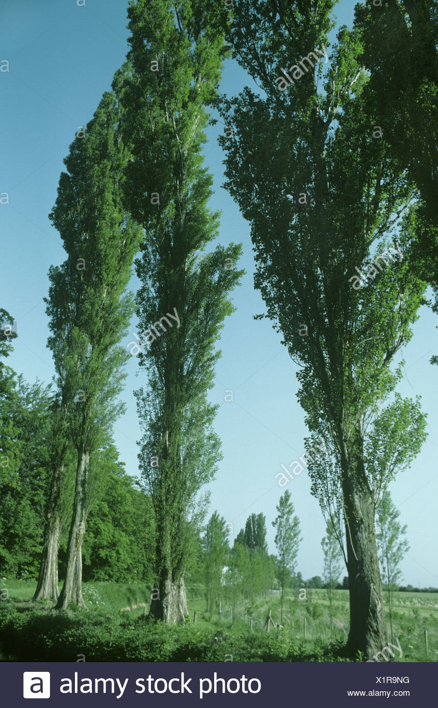 Lombardy Poplar Populus Nigra Italica High Resolution Stock Photography ...
