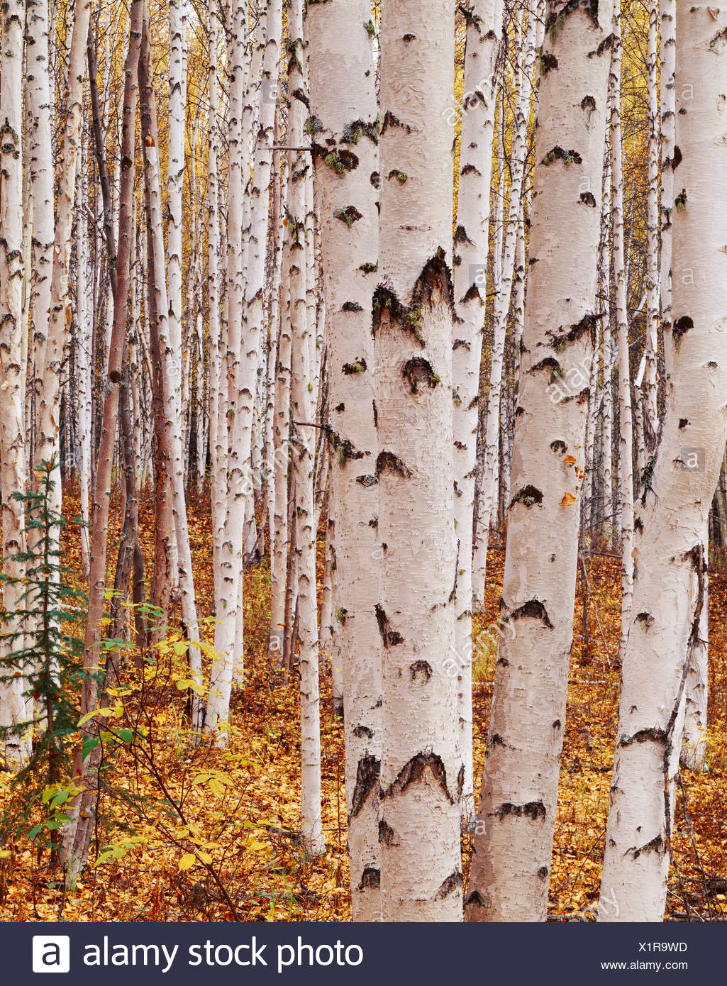 Alaska Birch Tree Trunks Stock Photos & Alaska Birch Tree Trunks Stock ...