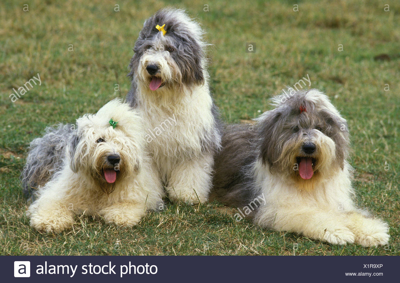 Bobtail Dog Or Old English Sheepdog Stock Photos & Bobtail Dog Or Old ...