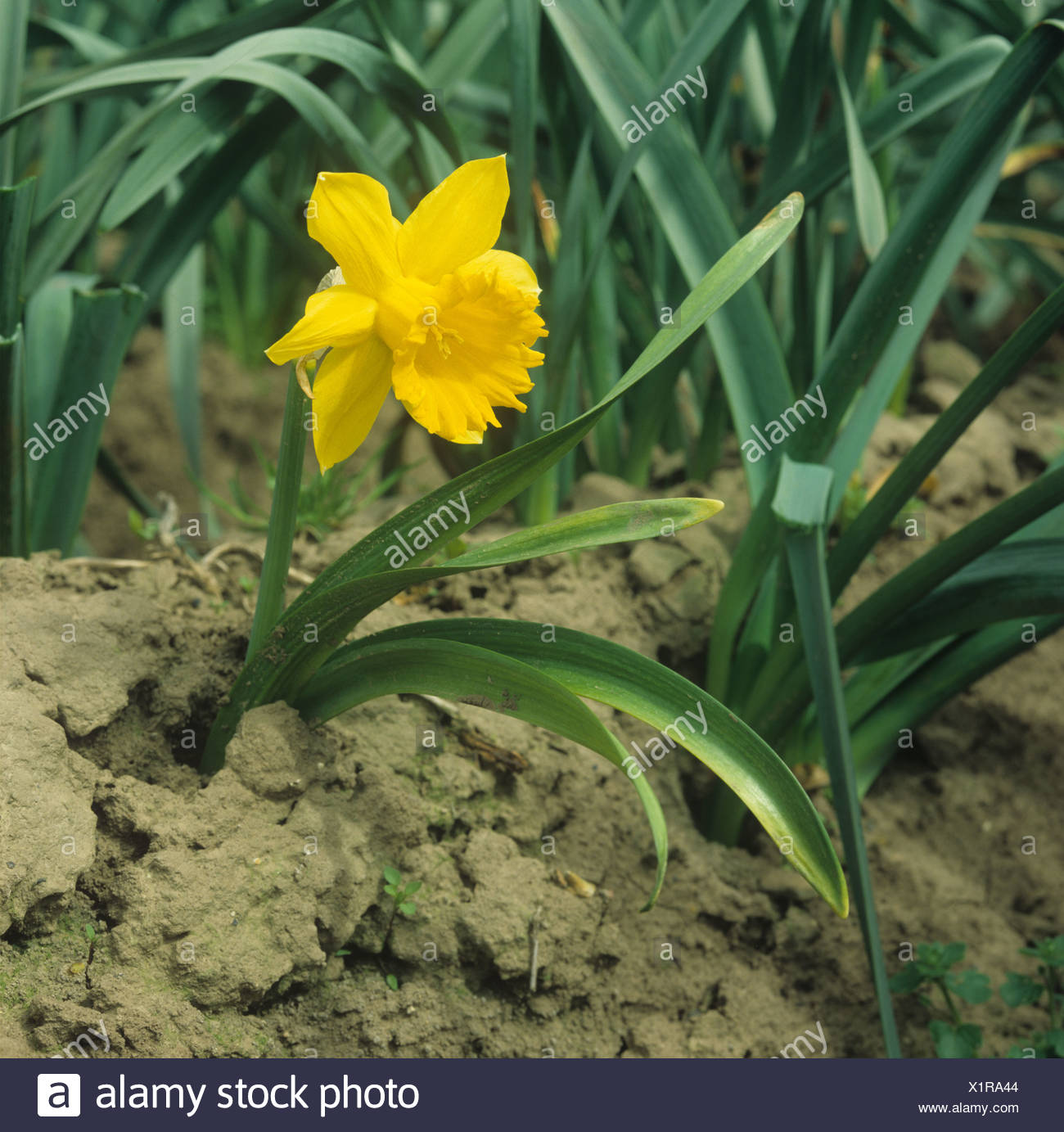 Basal Rot High Resolution Stock Photography and Images - Alamy