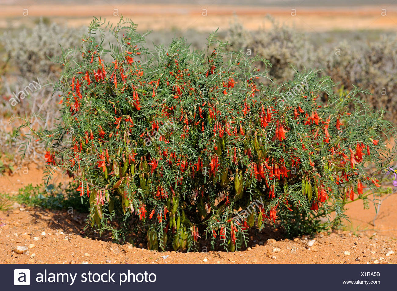 Cancer Bush Sutherlandia Frutescens High Resolution Stock Photography ...