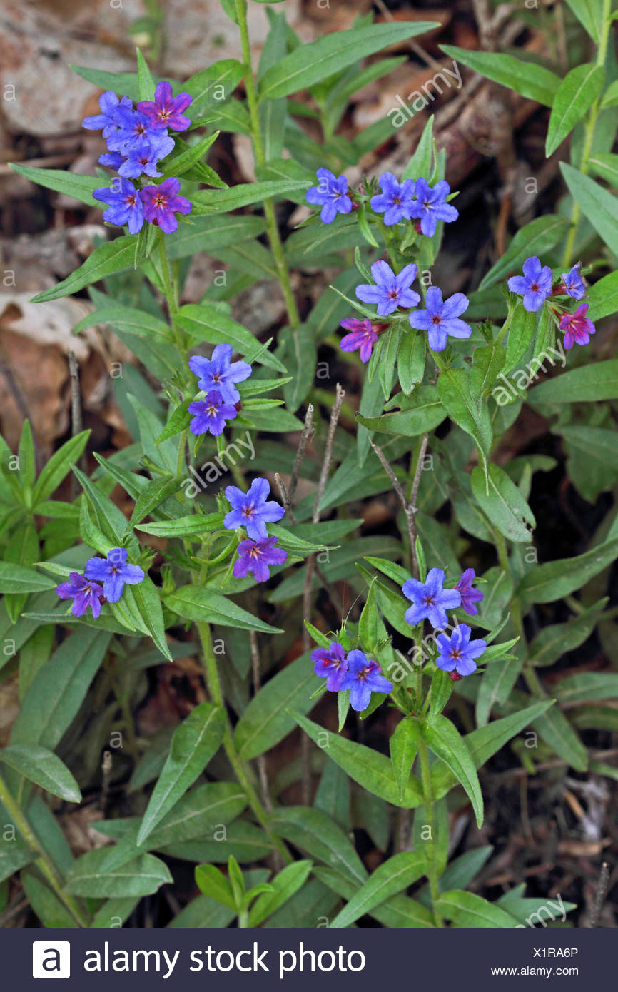 Lithospermum Purpurocaeruleum Stock Photos & Lithospermum ...