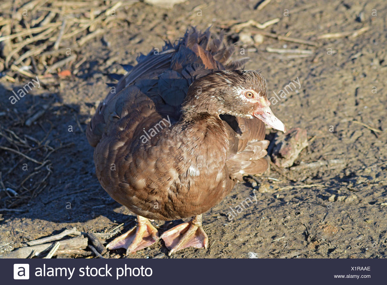 Sick Duck Stock Photos & Sick Duck Stock Images - Alamy