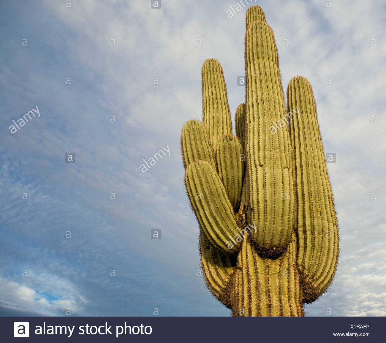 Usa Arizona Phoenix Saguaro Cactus High Resolution Stock Photography ...
