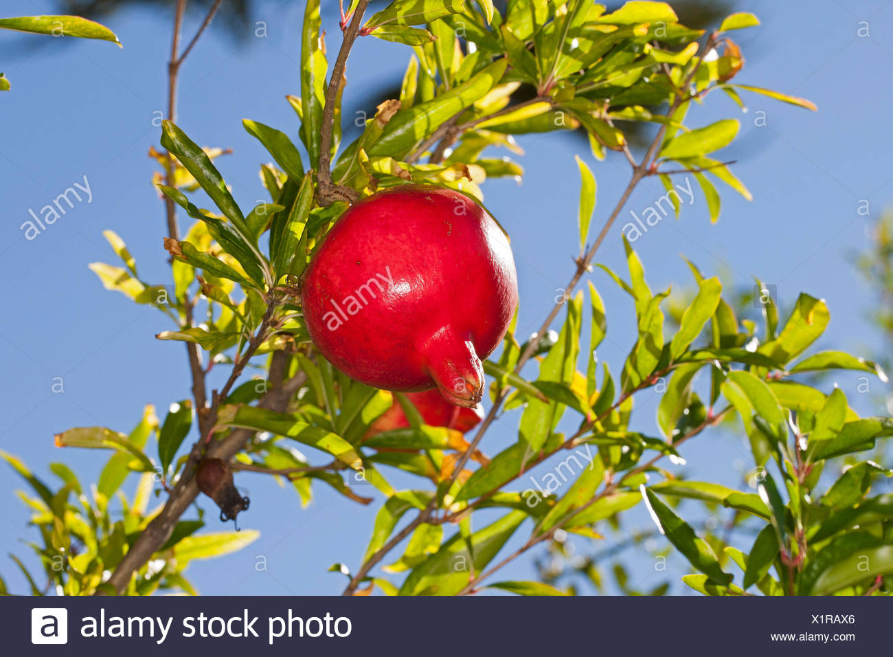 Anar Punica Granatum High Resolution Stock Photography and Images - Alamy