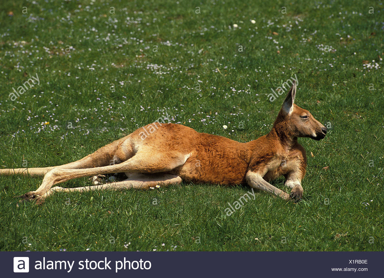 Kangaroo Lying Down High Resolution Stock Photography and Images - Alamy