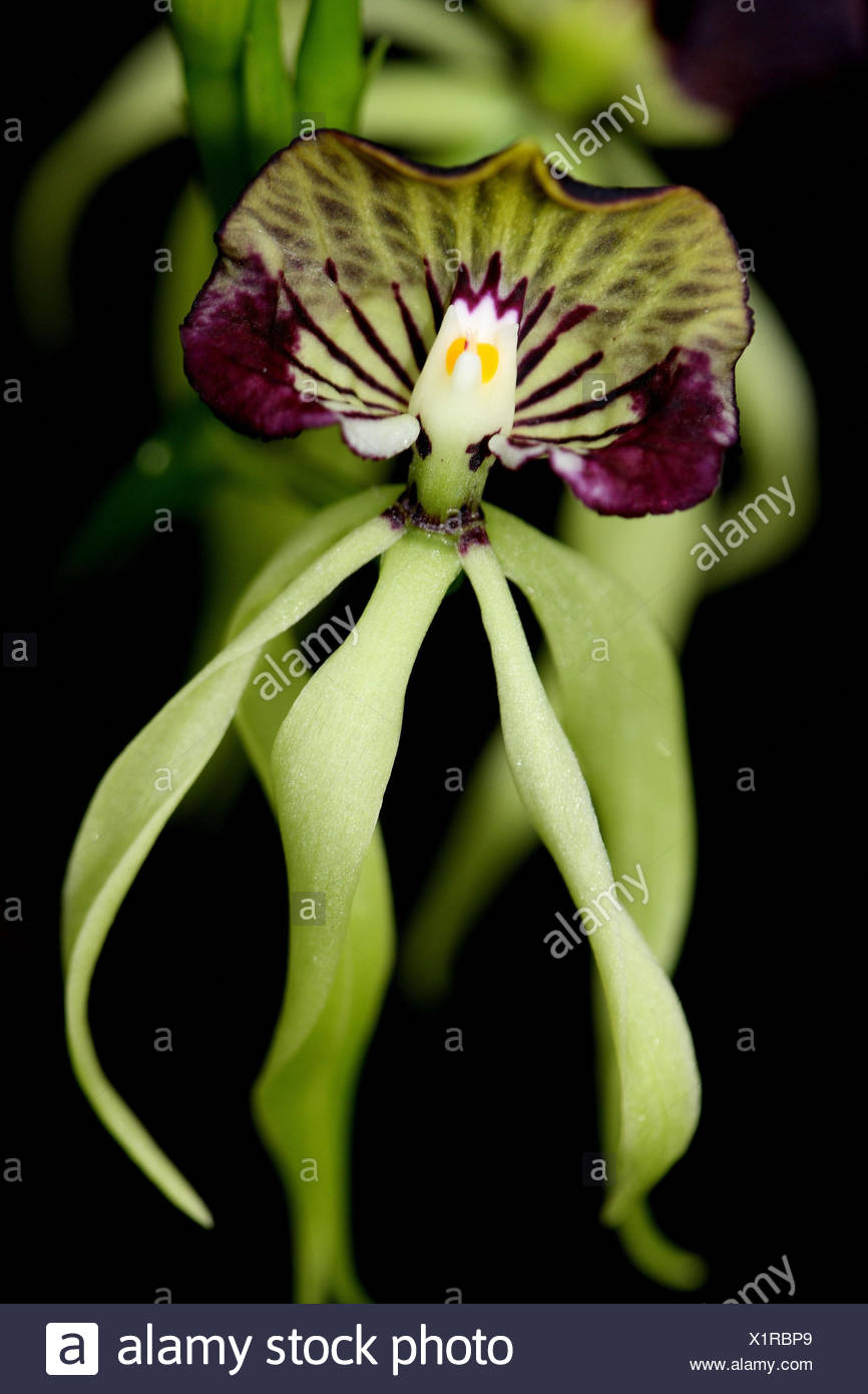 Encyclia Orchids High Resolution Stock Photography and Images - Alamy