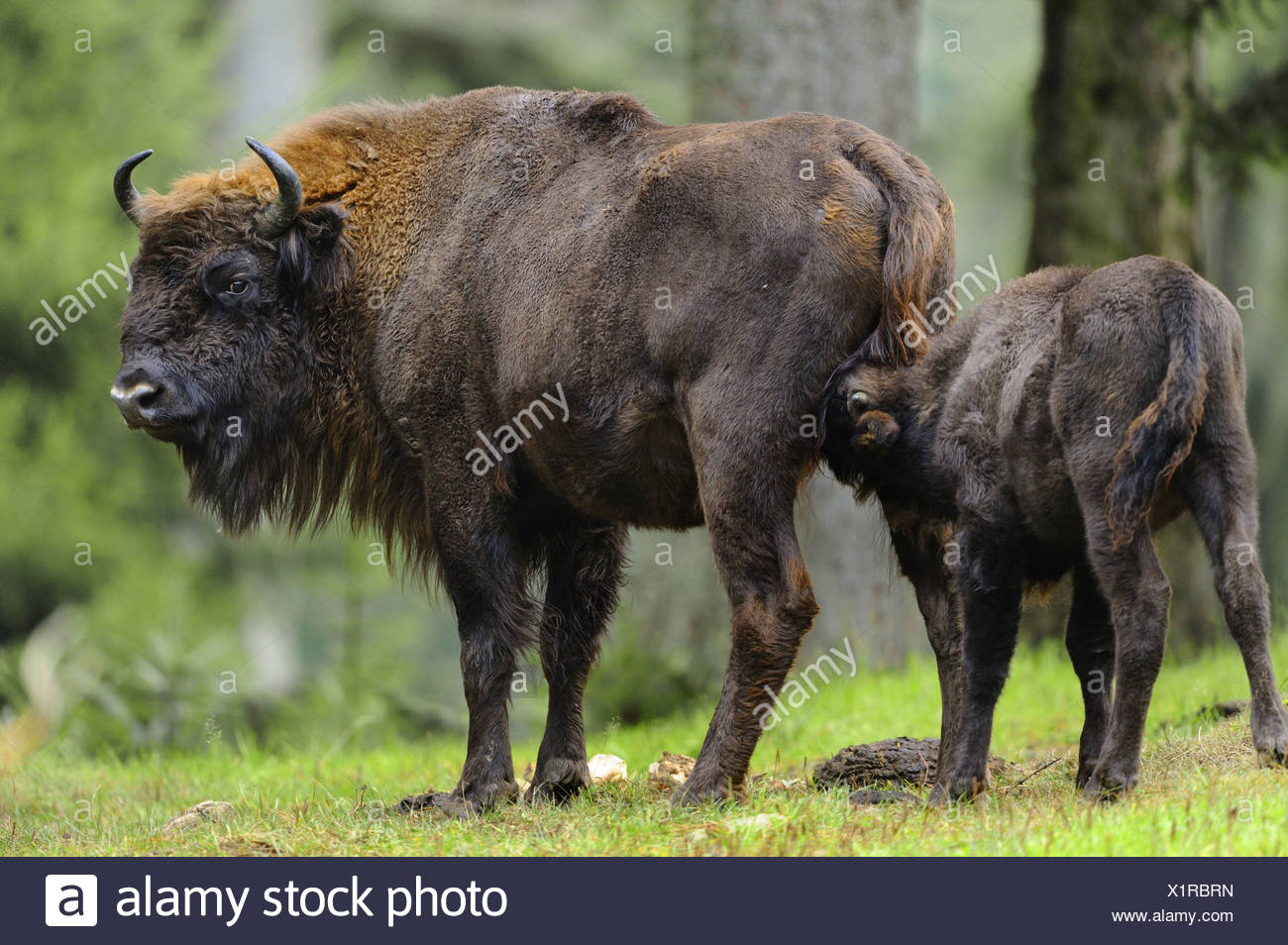 Cow Bison High Resolution Stock Photography and Images - Alamy