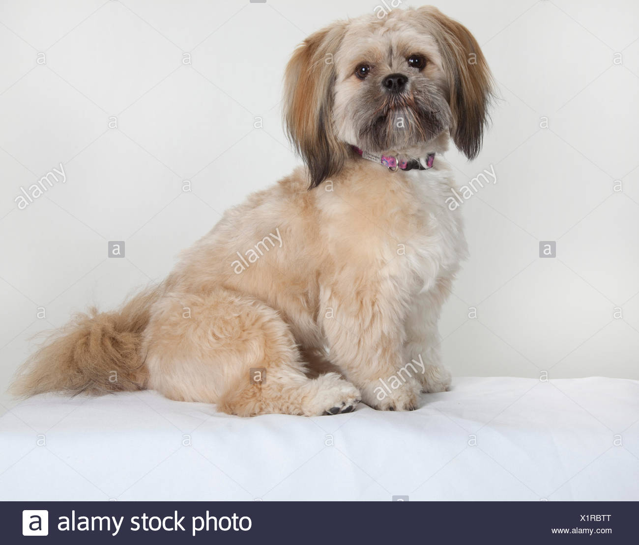 Shih Tzu Lap High Resolution Stock Photography and Images - Alamy