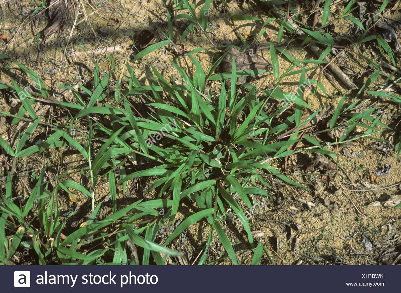Paspalum Conjugatum High Resolution Stock Photography and Images - Alamy