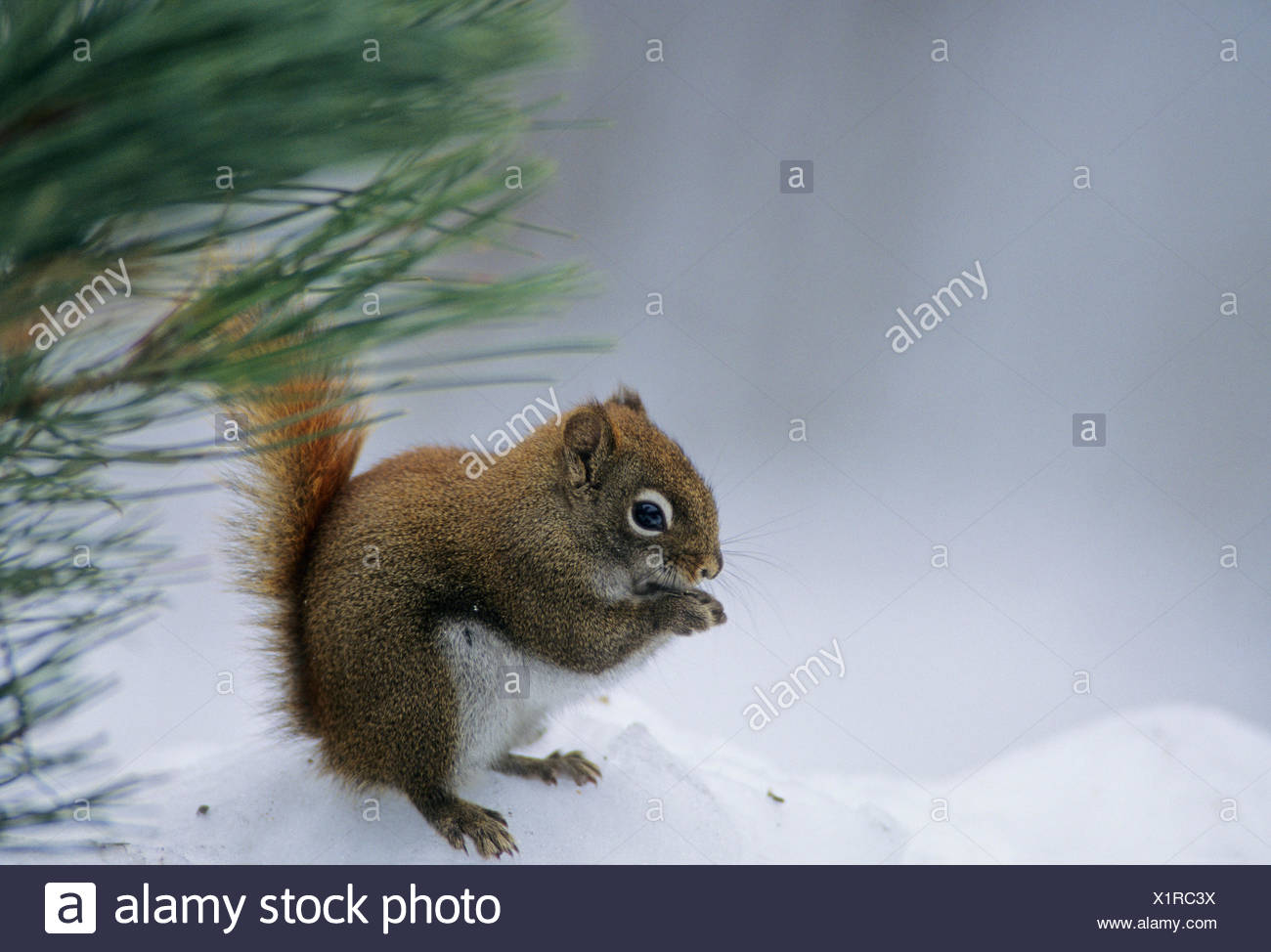 Squirrel Burying Nuts High Resolution Stock Photography and Images - Alamy