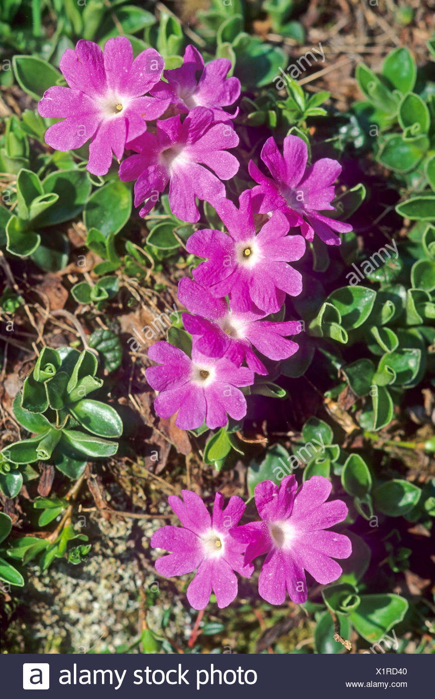 Primula Clusiana High Resolution Stock Photography and Images - Alamy