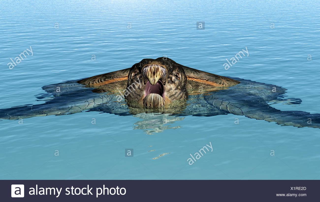 Archelon Stock Photos & Archelon Stock Images - Alamy