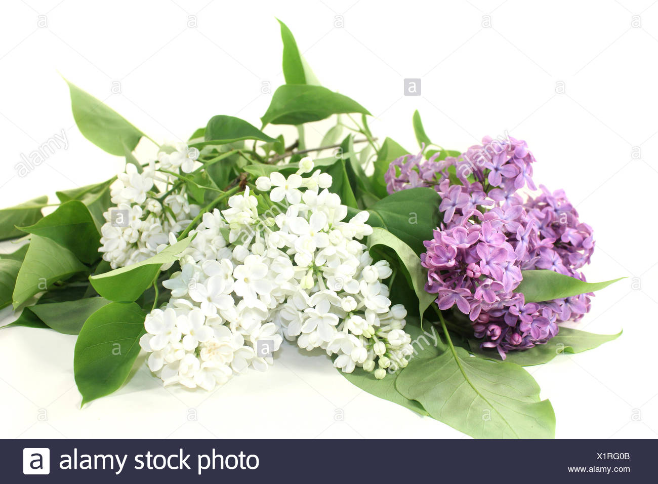 Flieder Hintergrund High Resolution Stock Photography and Images - Alamy