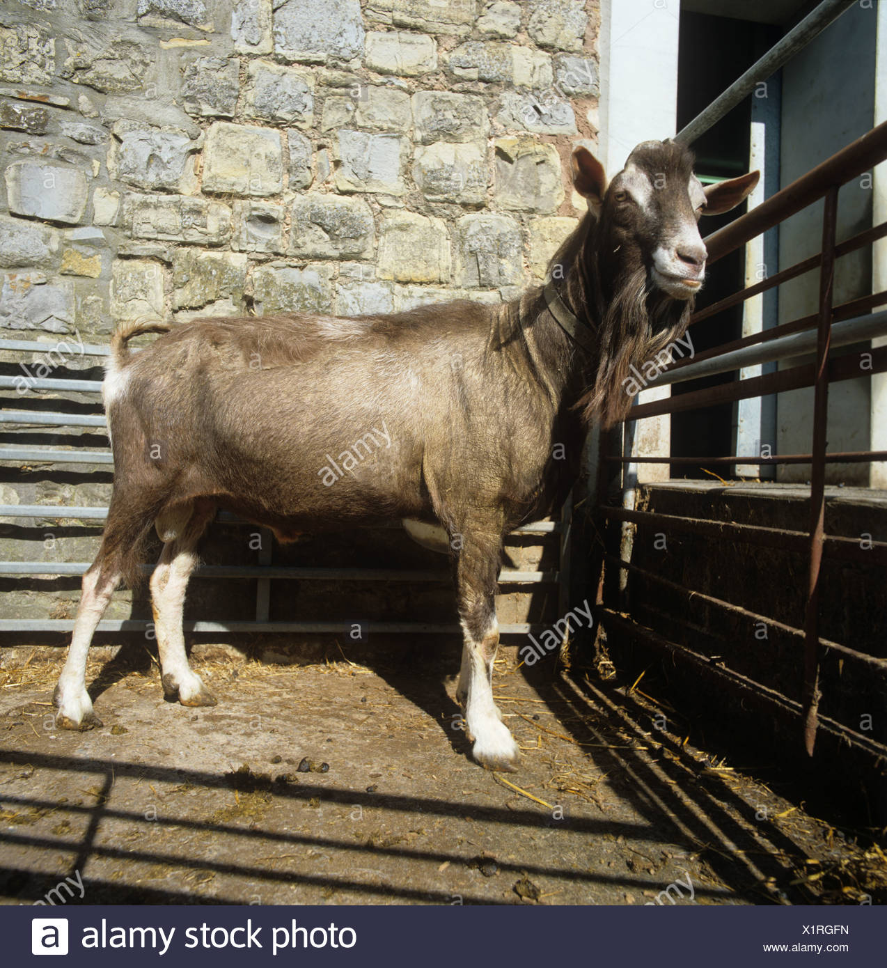 Billy Goat Uk Stock Photos & Billy Goat Uk Stock Images - Alamy