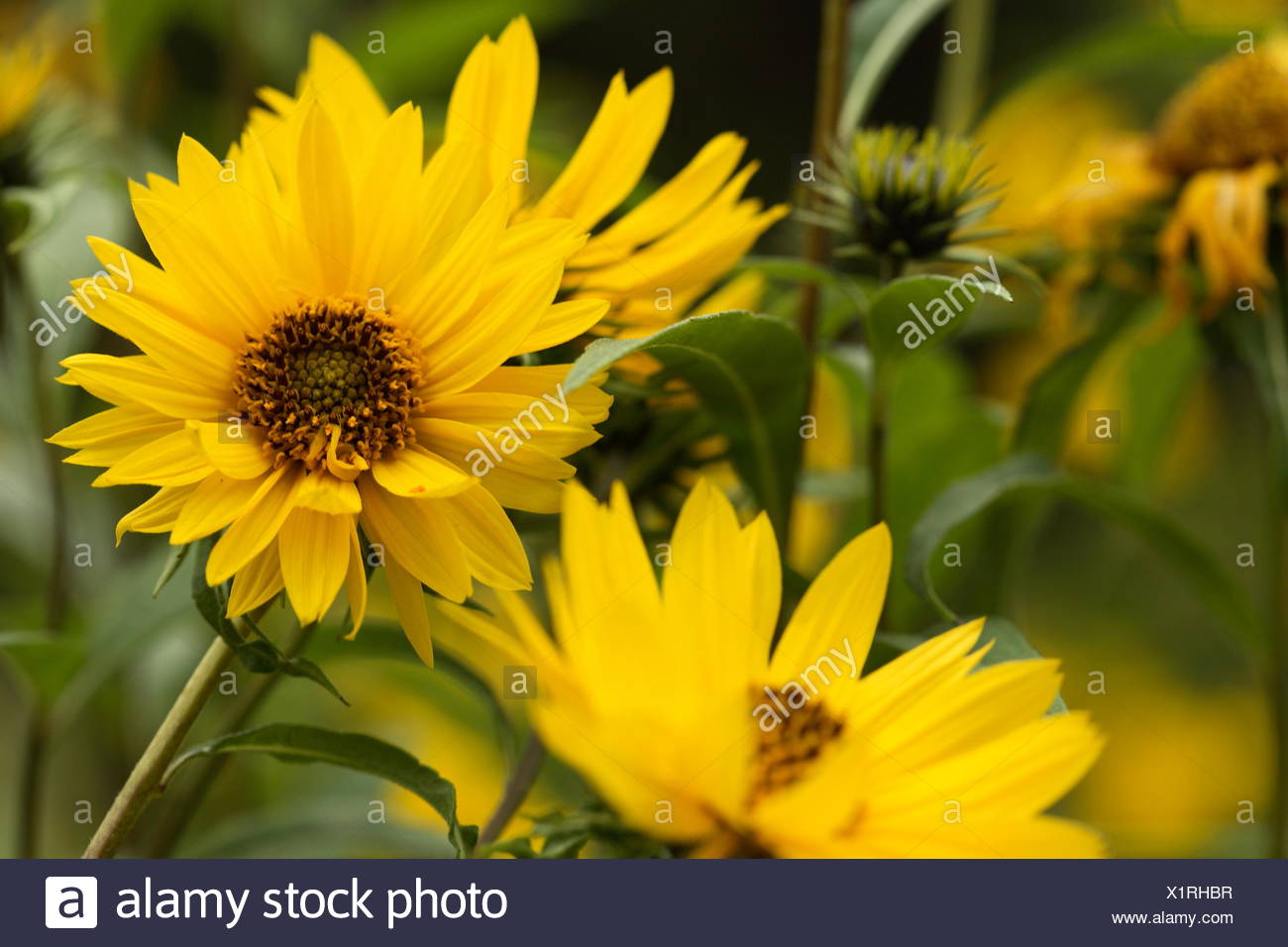 Indian Sunflower High Resolution Stock Photography and Images - Alamy