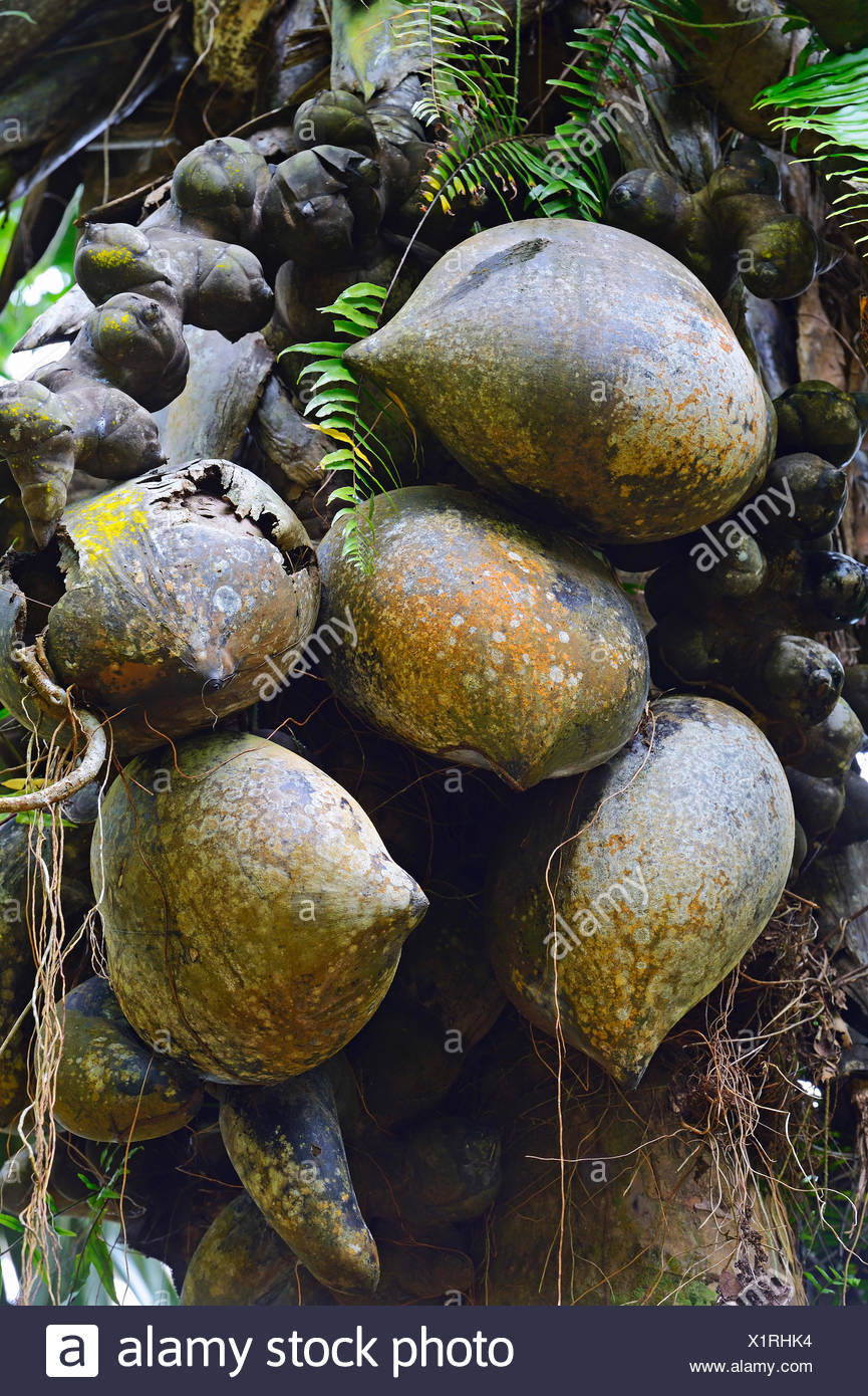 Double Coconut Tree High Resolution Stock Photography and Images - Alamy