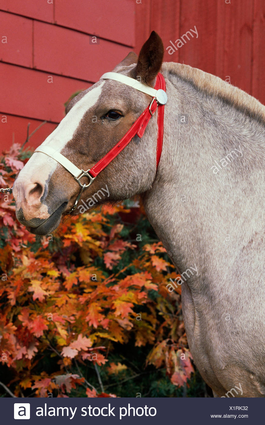 Strawberry Roan Horse High Resolution Stock Photography and Images - Alamy