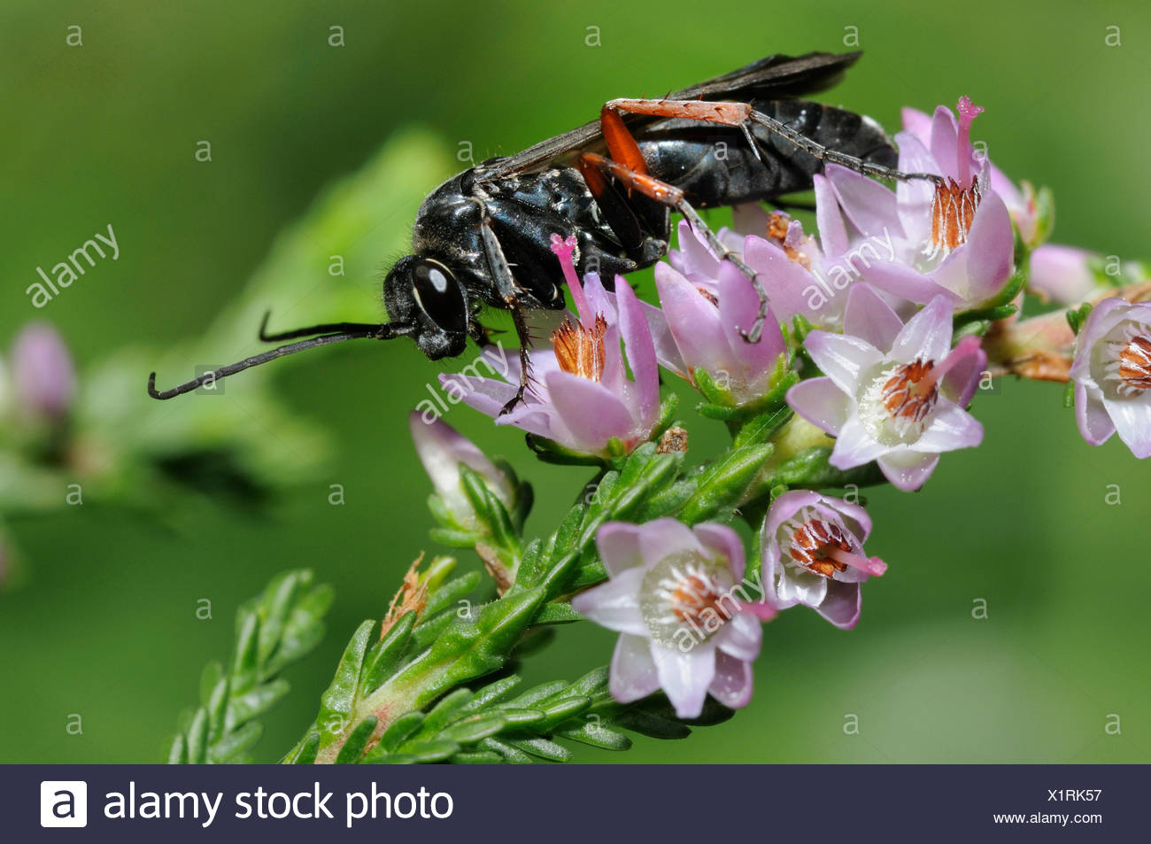 Red Legged Wasp High Resolution Stock Photography and Images - Alamy