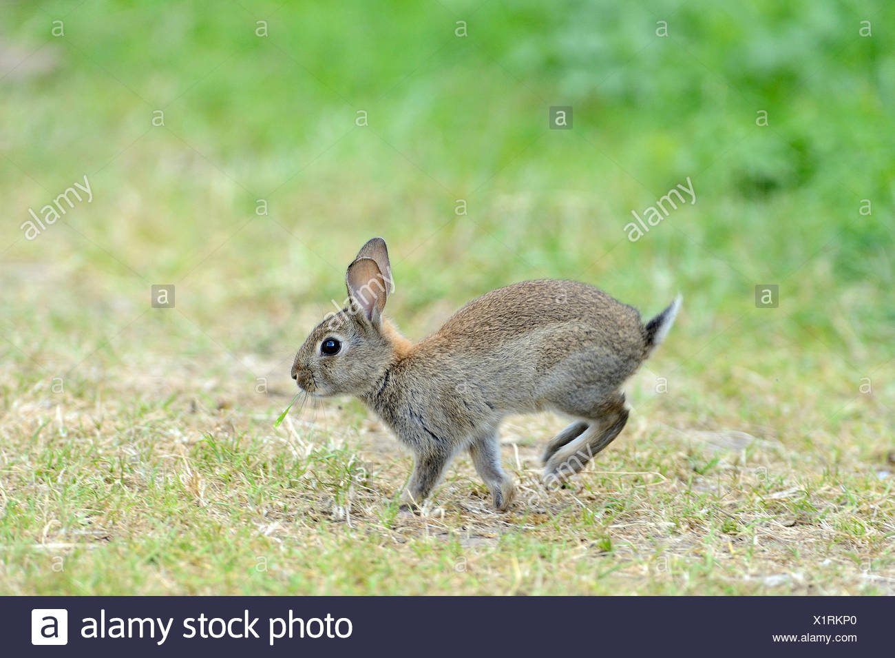 Bunny Hopping High Resolution Stock Photography and Images - Alamy