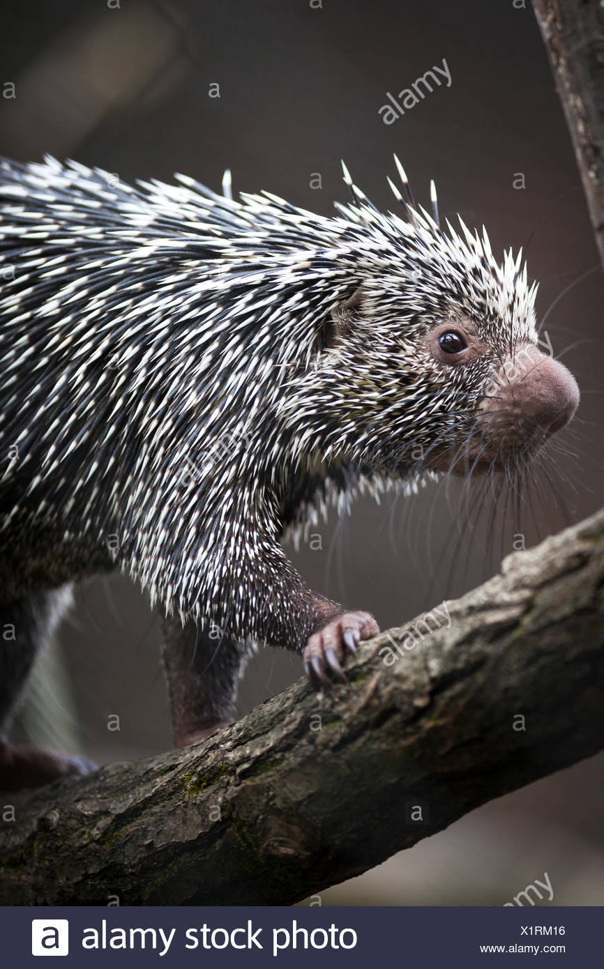 Coendou Prehensilis High Resolution Stock Photography and Images - Alamy