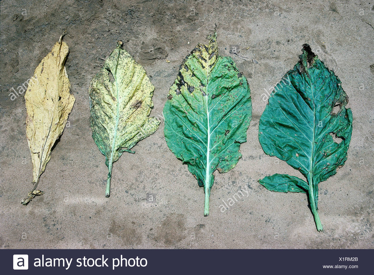 Mapacho Nicotiana Rustica High Resolution Stock Photography and Images ...
