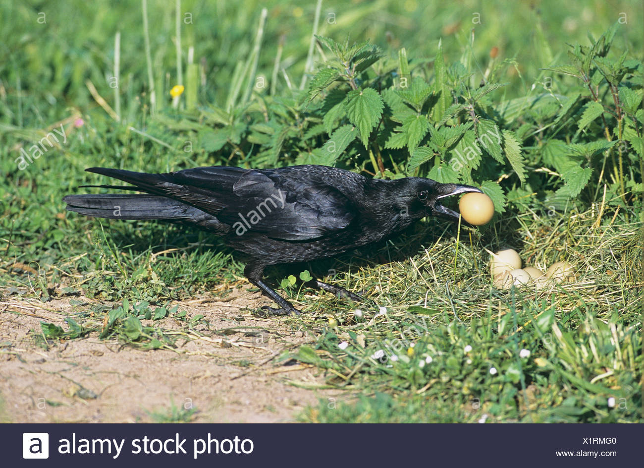 Carrion Crow Nest High Resolution Stock Photography and Images - Alamy