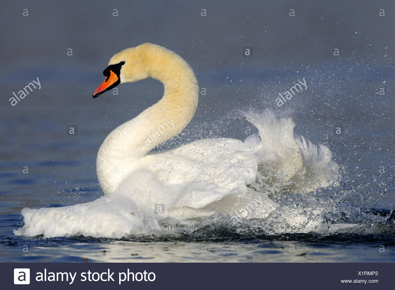 Swan Splash High Resolution Stock Photography and Images - Alamy