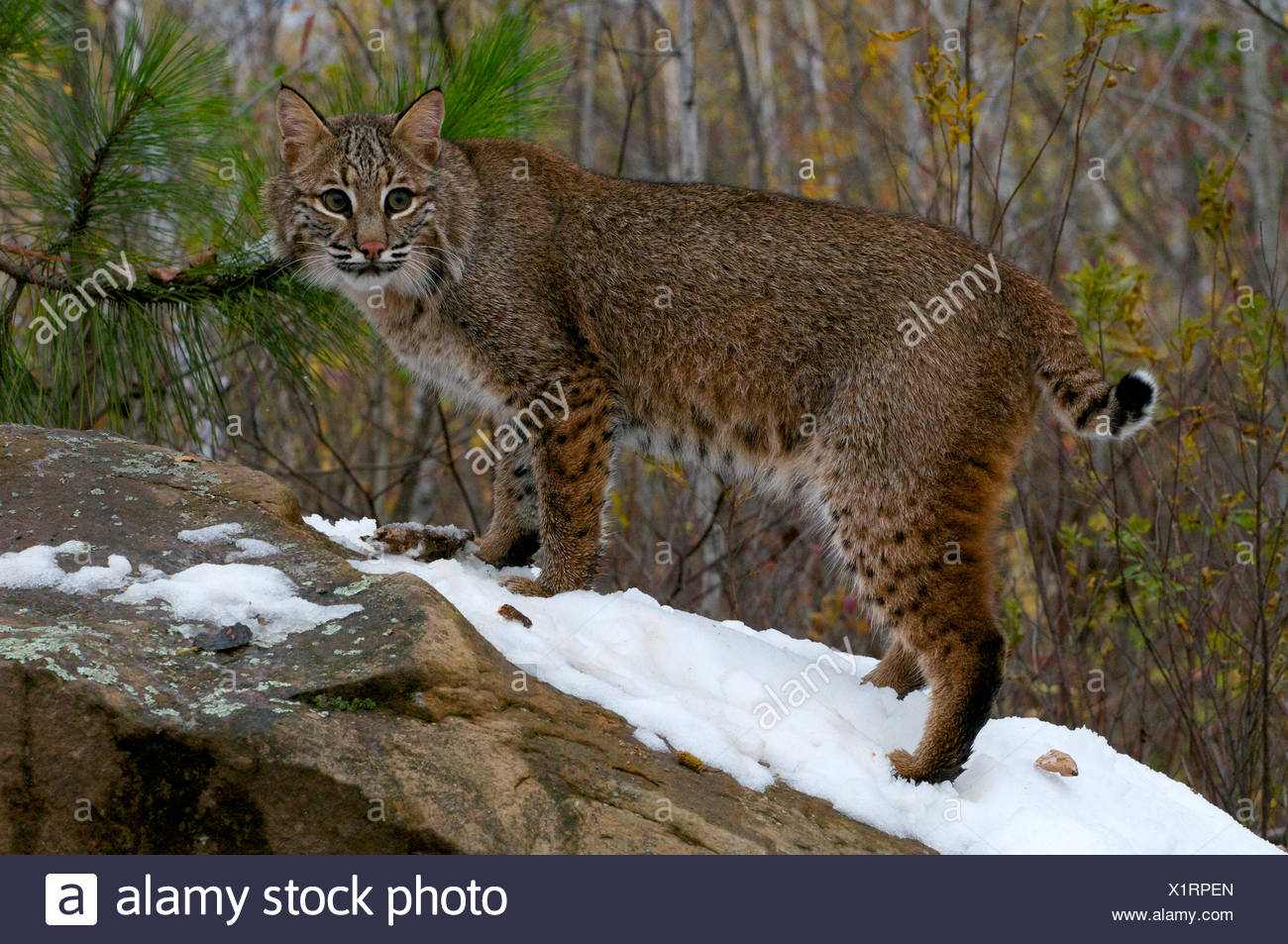 Lynx Rufus High Resolution Stock Photography and Images - Alamy