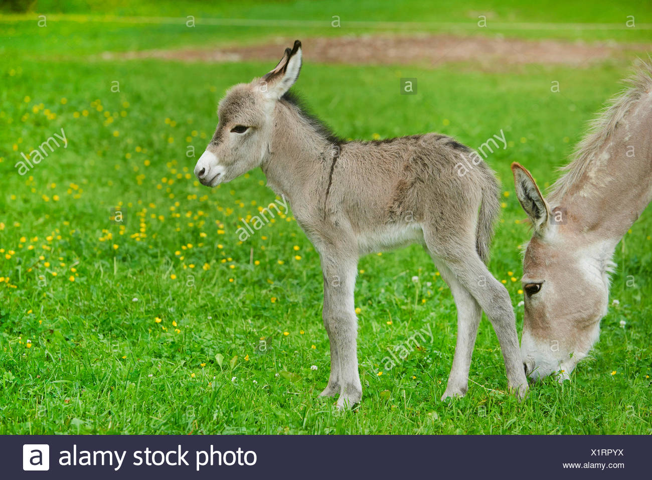 Donkey Foal Baby High Resolution Stock Photography and Images - Alamy