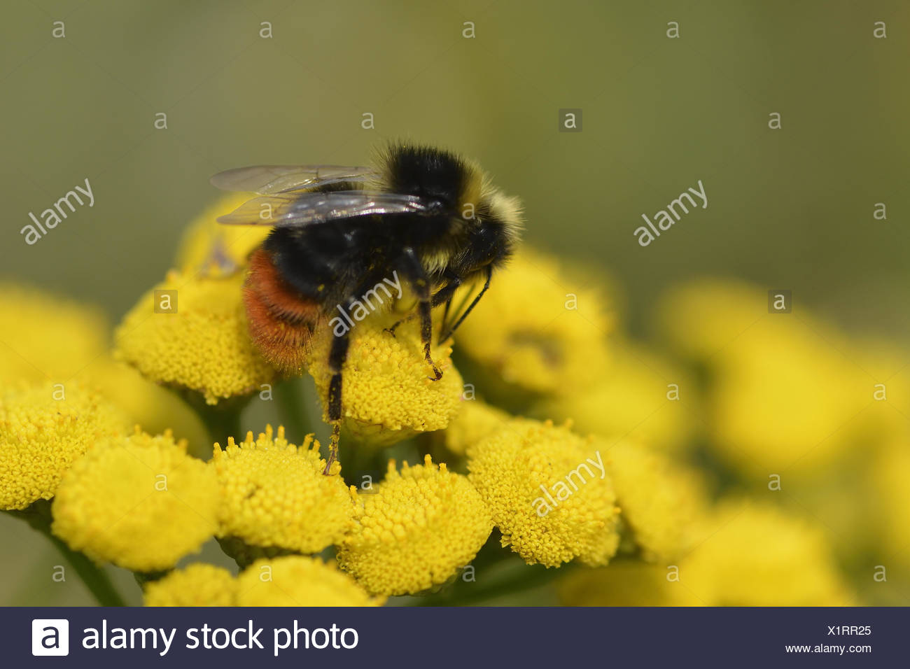 Red Tailed Bumblebees High Resolution Stock Photography and Images - Alamy
