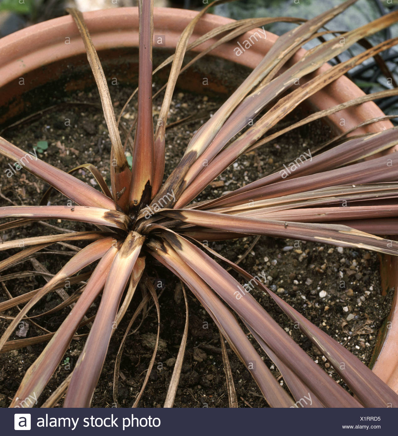 Root Rot Disease High Resolution Stock Photography and Images - Alamy