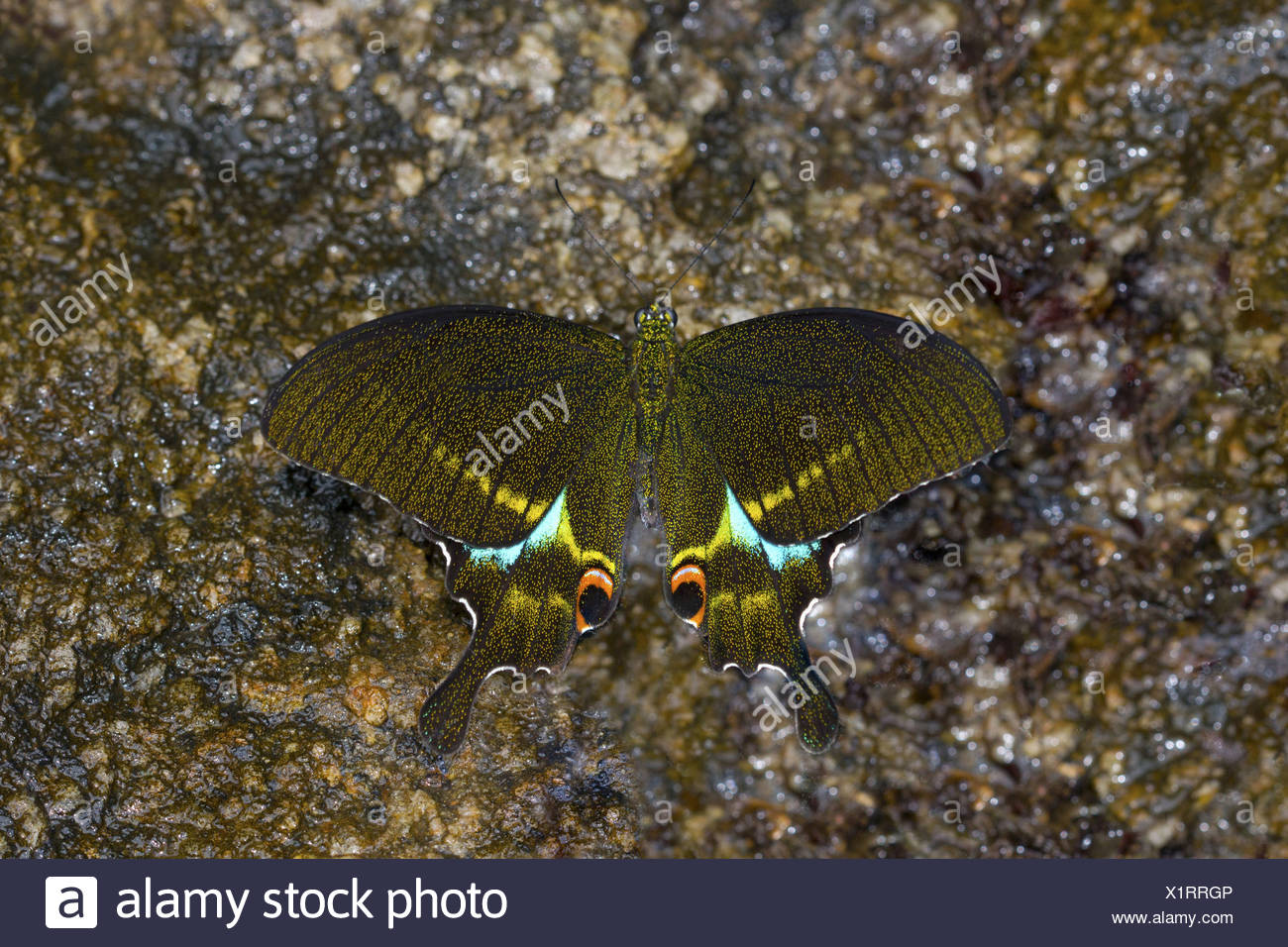 Paris Peacock Butterfly High Resolution Stock Photography and Images ...