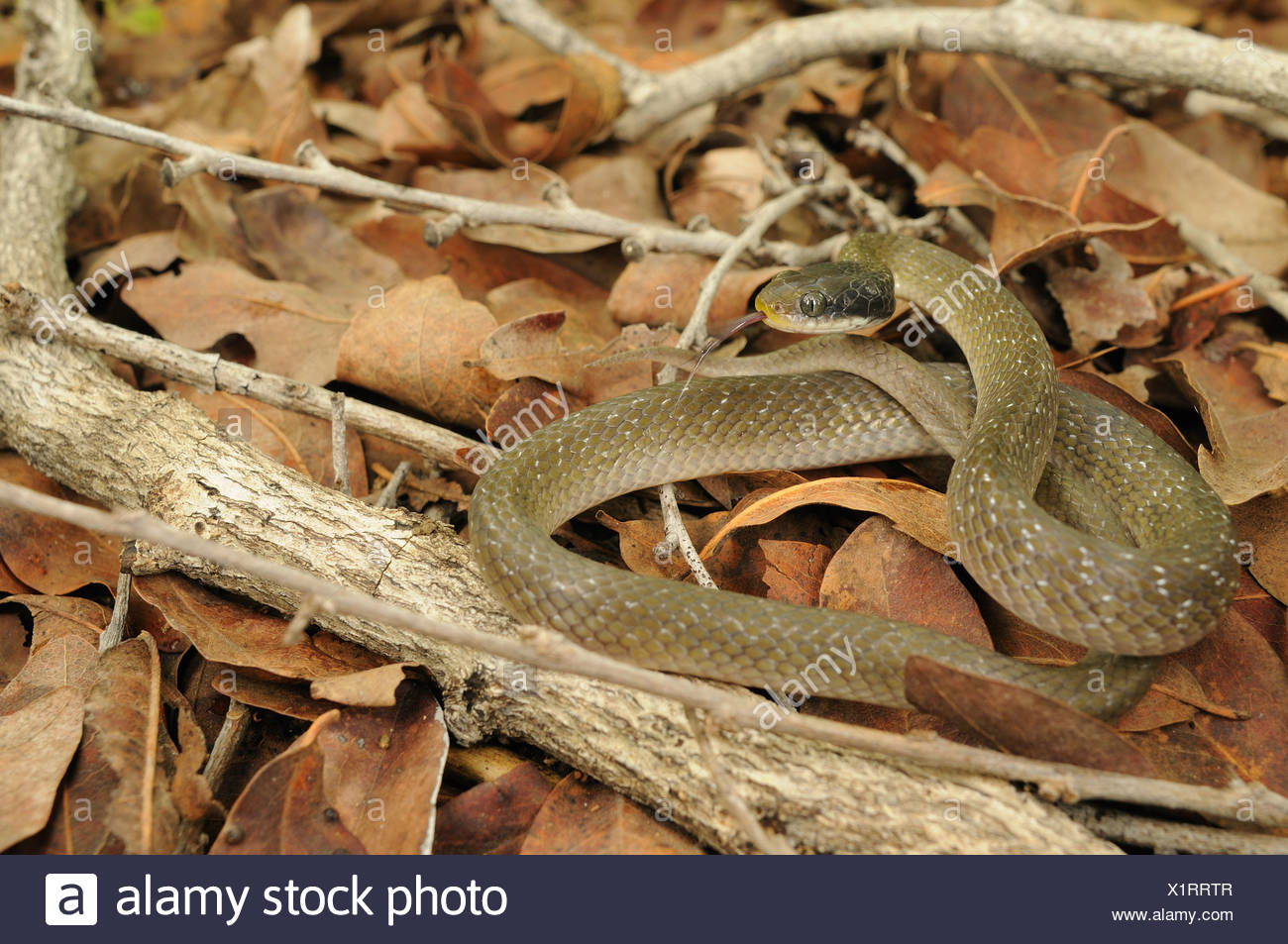 White Lipped Herald Snake High Resolution Stock Photography and Images ...