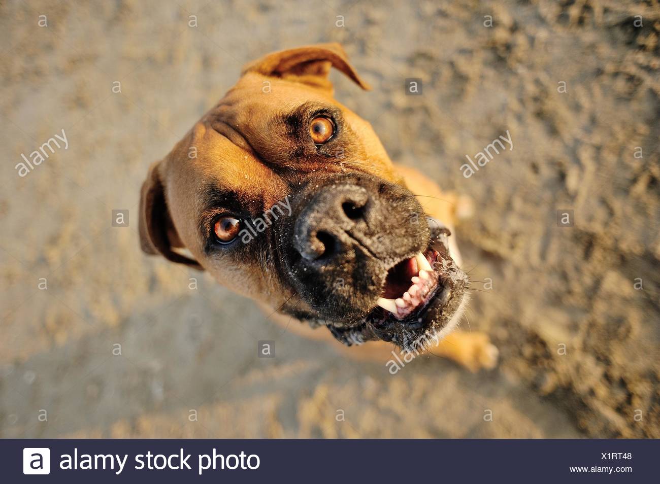 Distorted Dog Head High Resolution Stock Photography and Images - Alamy