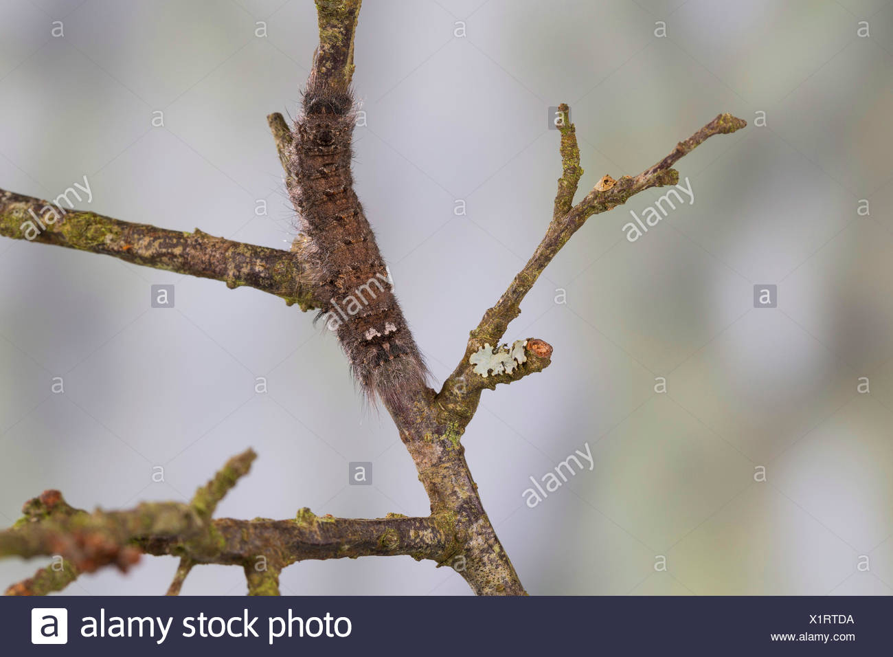 Hibernating Insects High Resolution Stock Photography and Images - Alamy