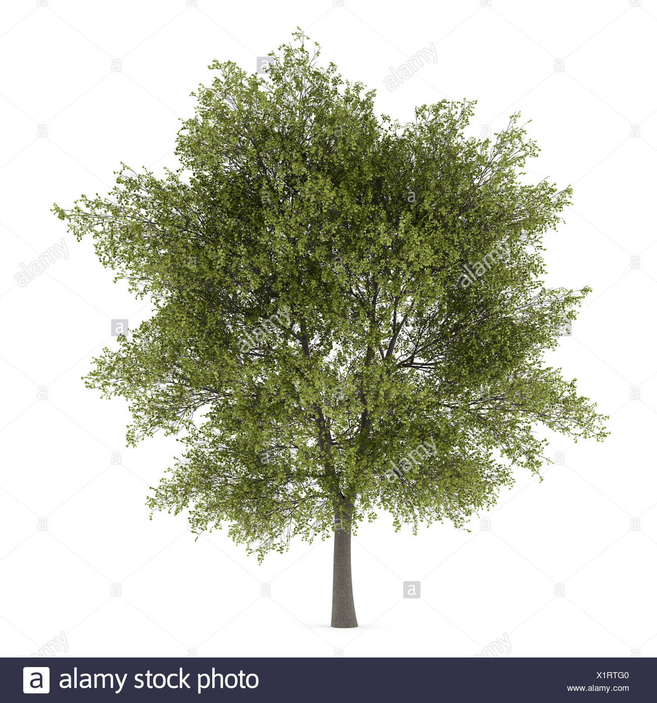 Populus Tremula Cut Out Stock Images & Pictures - Alamy