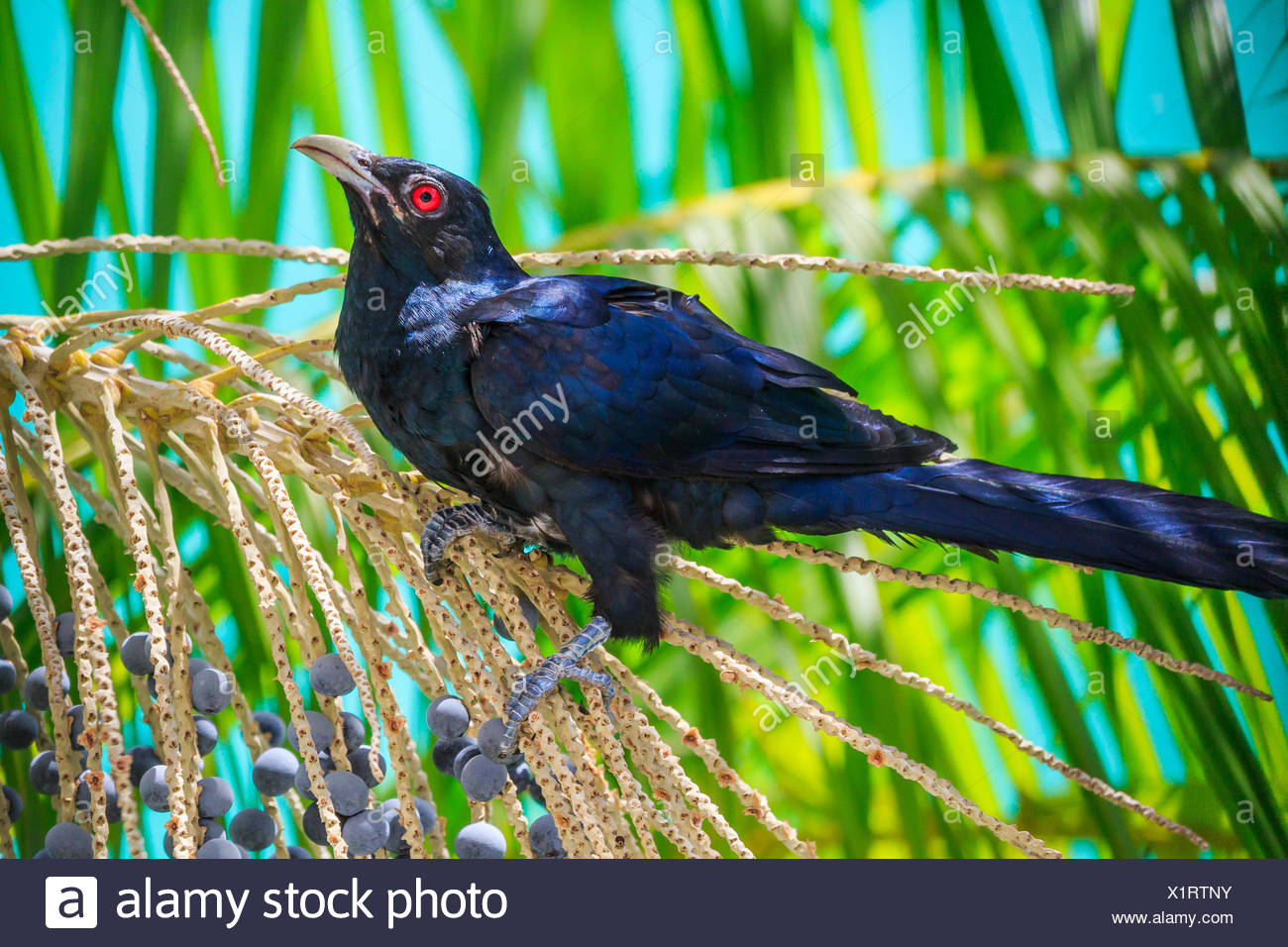 Common Koel High Resolution Stock Photography and Images - Alamy