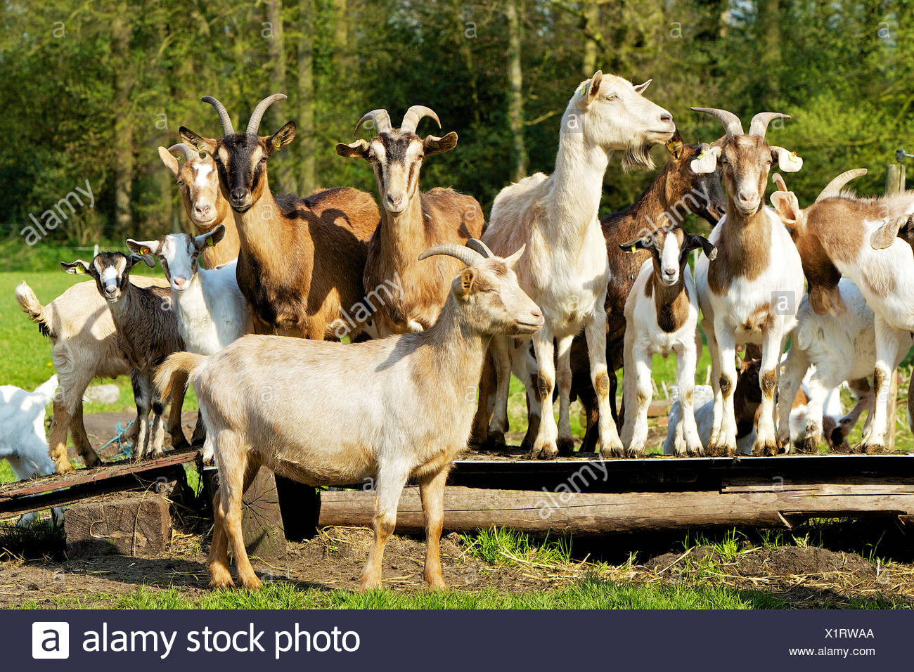 Male Boer Goat High Resolution Stock Photography and Images - Alamy