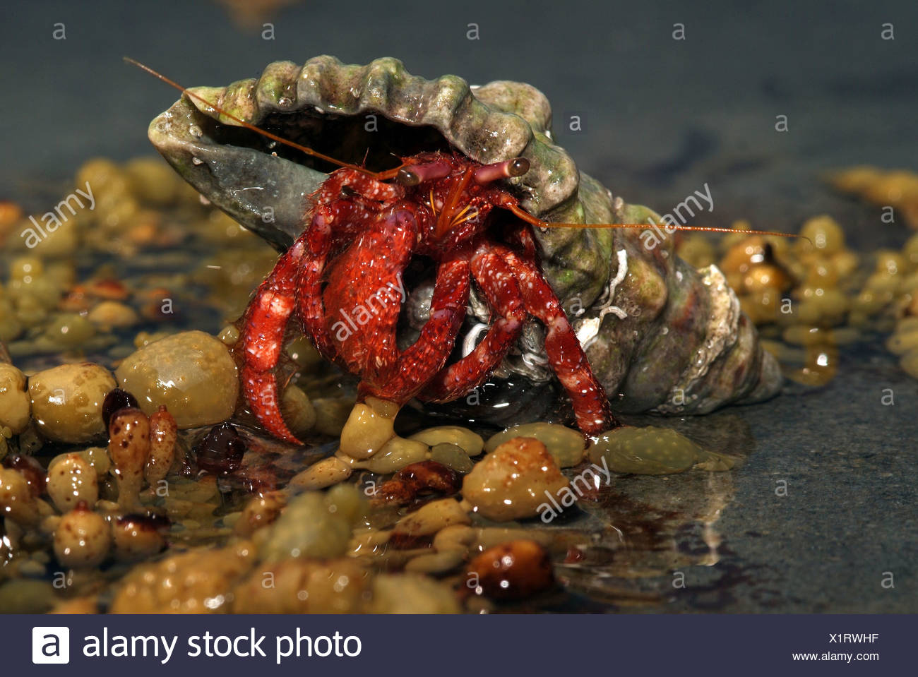 Paguroidea Stock Photos & Paguroidea Stock Images - Alamy