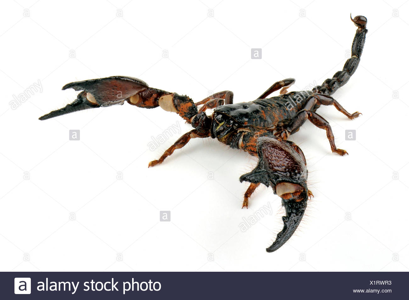 Source Danger High Resolution Stock Photography and Images - Alamy