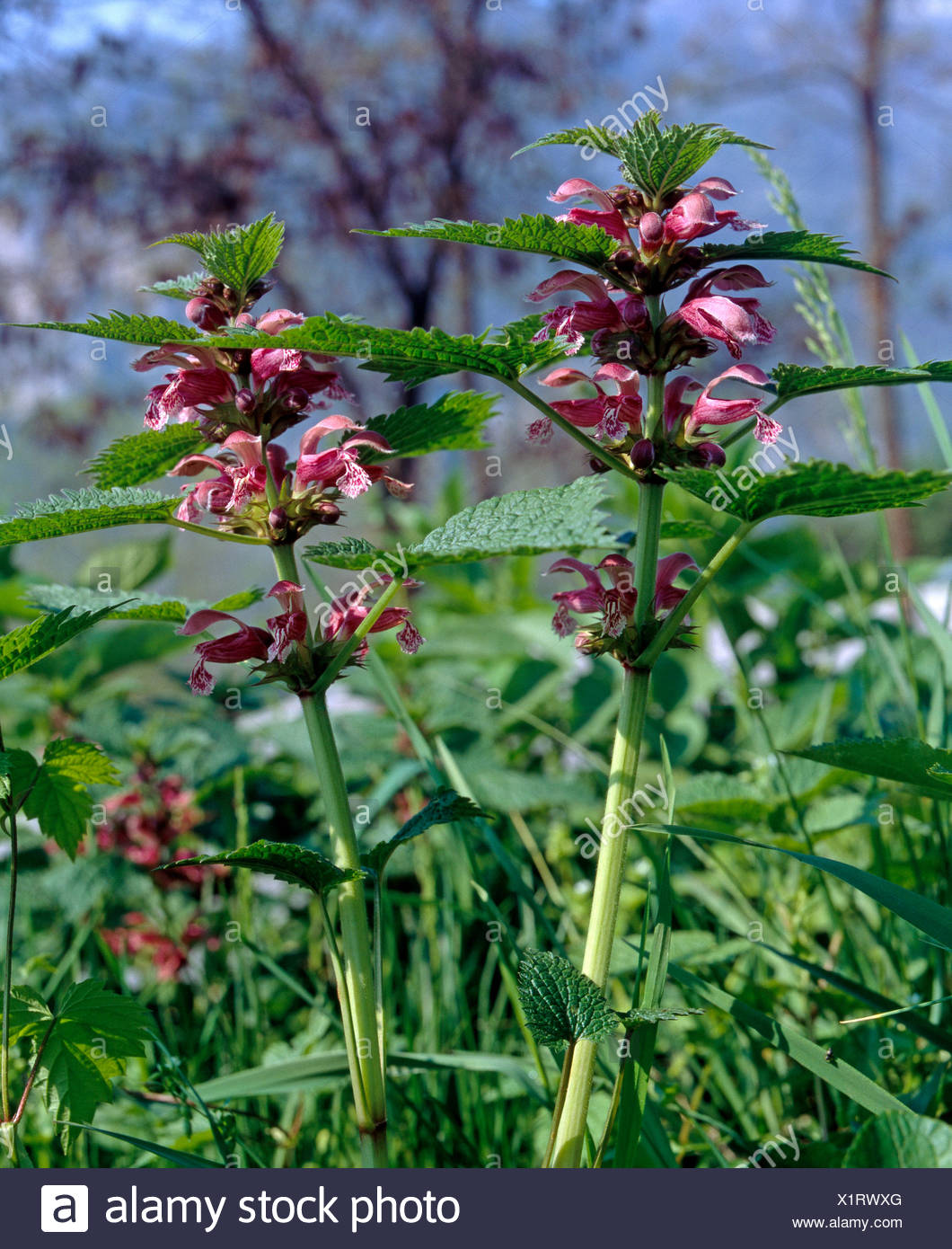 Labiatae High Resolution Stock Photography and Images - Alamy