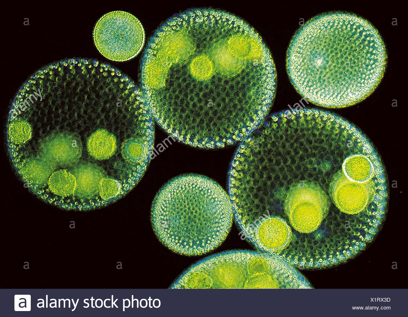 Volvox And (alga Or Algae) High Resolution Stock Photography and Images ...