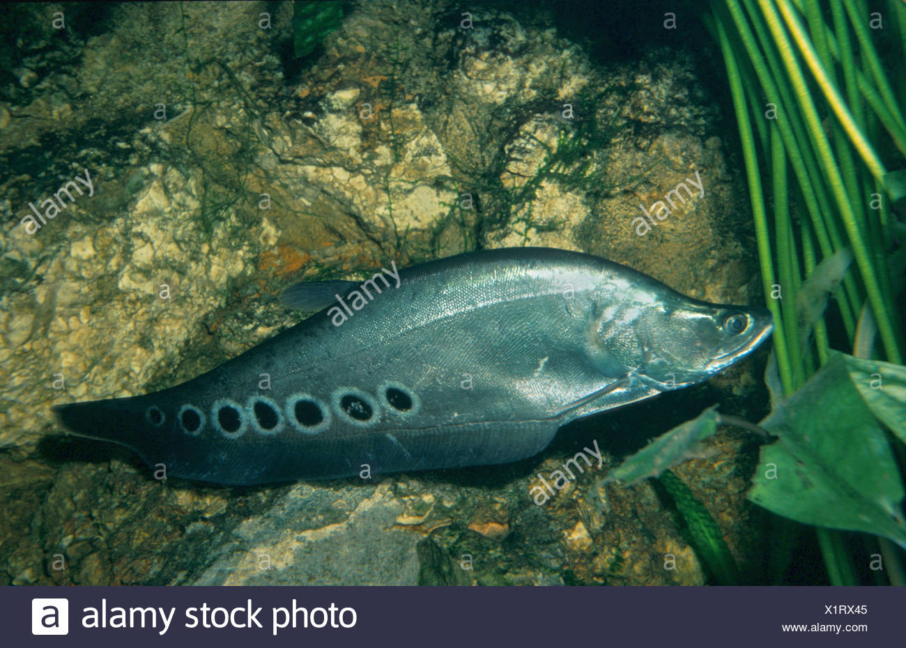 Notopterus Notopterus Stock Photos & Notopterus Notopterus Stock Images ...